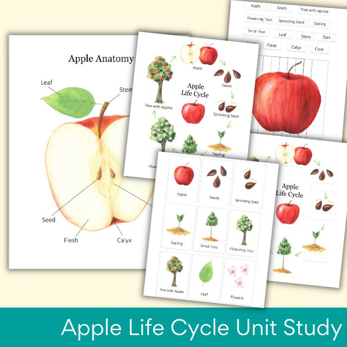 Explore Nature's Journey with the Apple Life Cycle Unit Study – Home ...