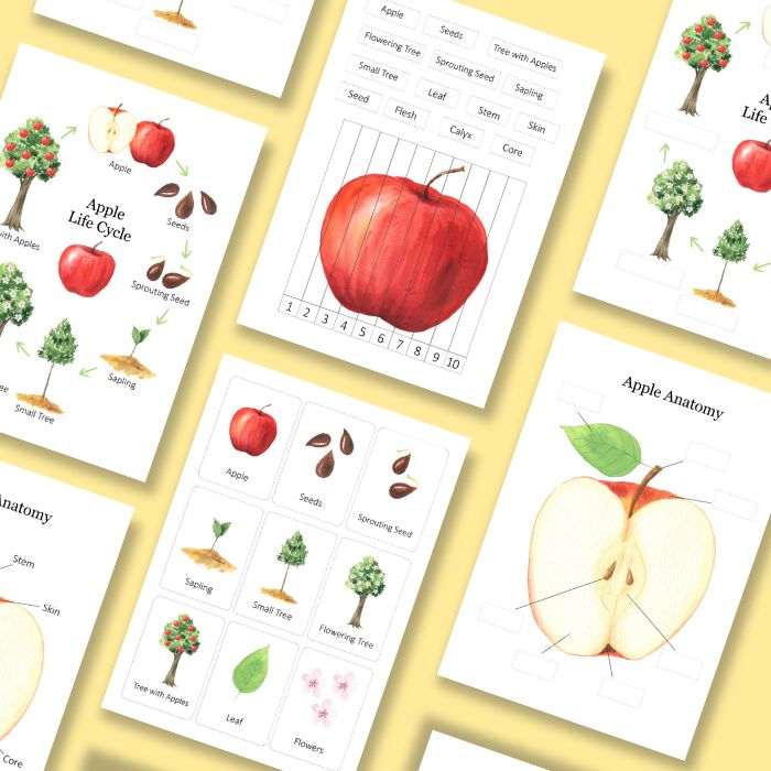 Explore Nature's Journey with the Apple Life Cycle Unit Study – Home ...