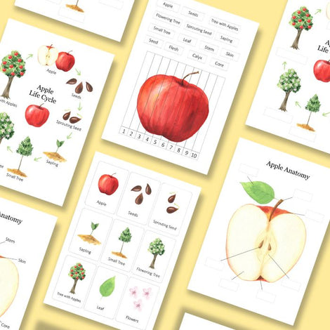 Explore Nature's Journey with the Apple Life Cycle Unit Study – Home ...