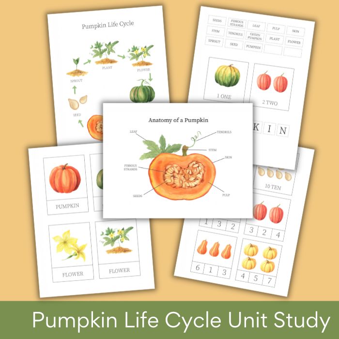 The Ultimate Pumpkin Life Cycle Unit Study for Kids – Home Faith Family ...