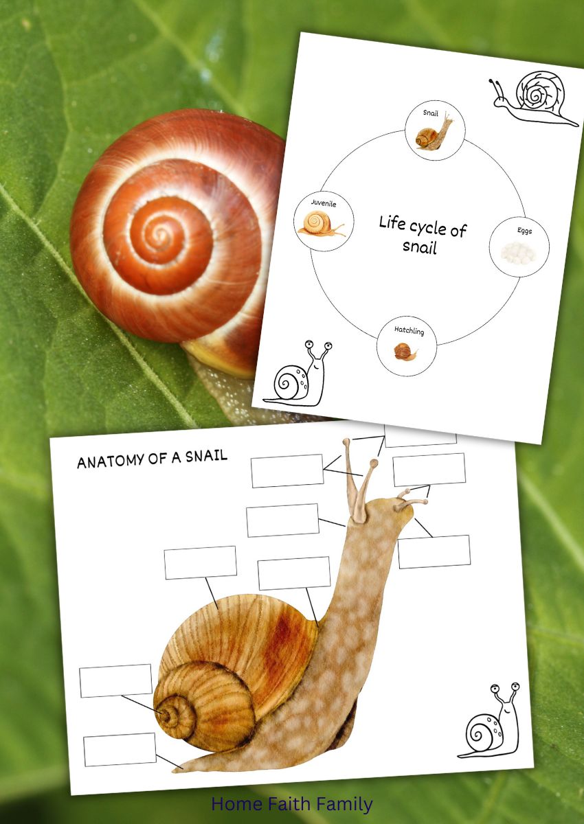 Bring Science to Life: Snails Unit Study - A Journey of Discovery for ...